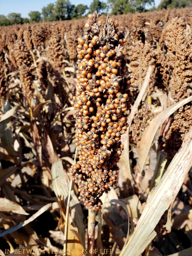Milo Harvest 2019 – In Between the Sunsets of Life