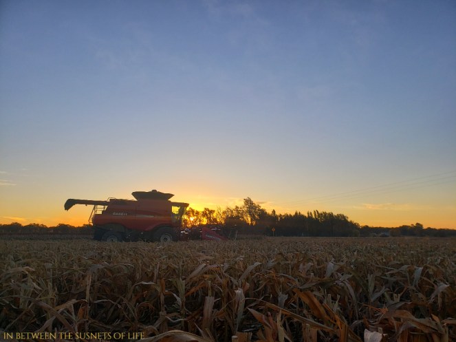 Milo Harvest 2019 – In Between the Sunsets of Life