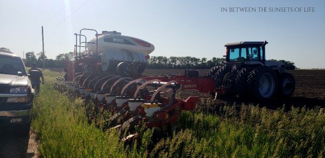 2020 Milo Planting – In Between the Sunsets of Life